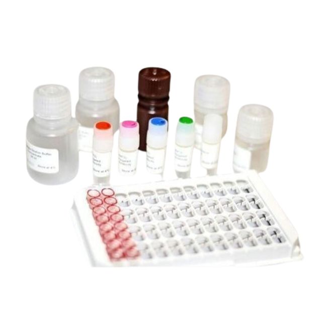 B-HCG Reagent – Jaj International – V Shop